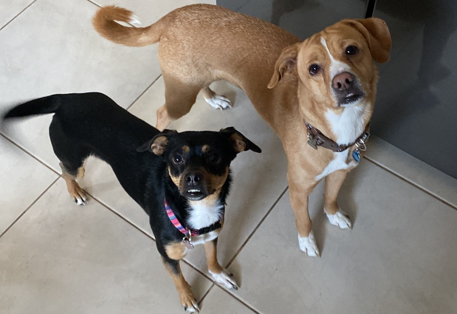 Perritos: Las mejores croquetas para lomitos según la Profeco – Entresemana